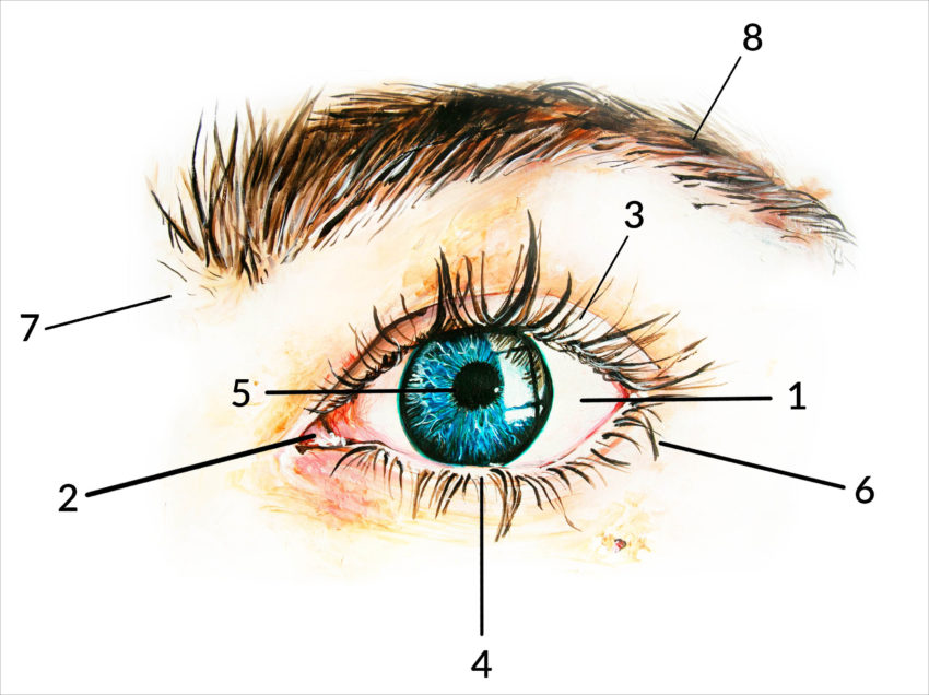 Jeśli chcesz nauczyć się jak namalować oko, jesteś we właściwym miejscu ...